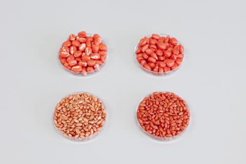 Receipe Development & Quality Assessment | Seedcare APAC